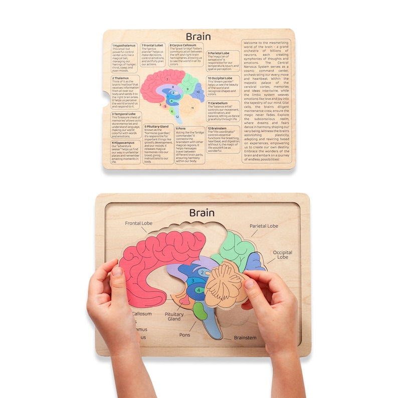 Wooden Human Anatomy Puzzle, Montessori Homeschool Learning Toy - Etsy