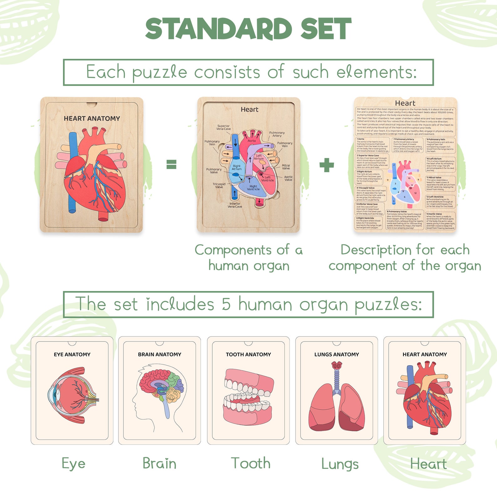 Human Anatomy Wooden Book for Kids, Learning Human Organs Puzzle ...