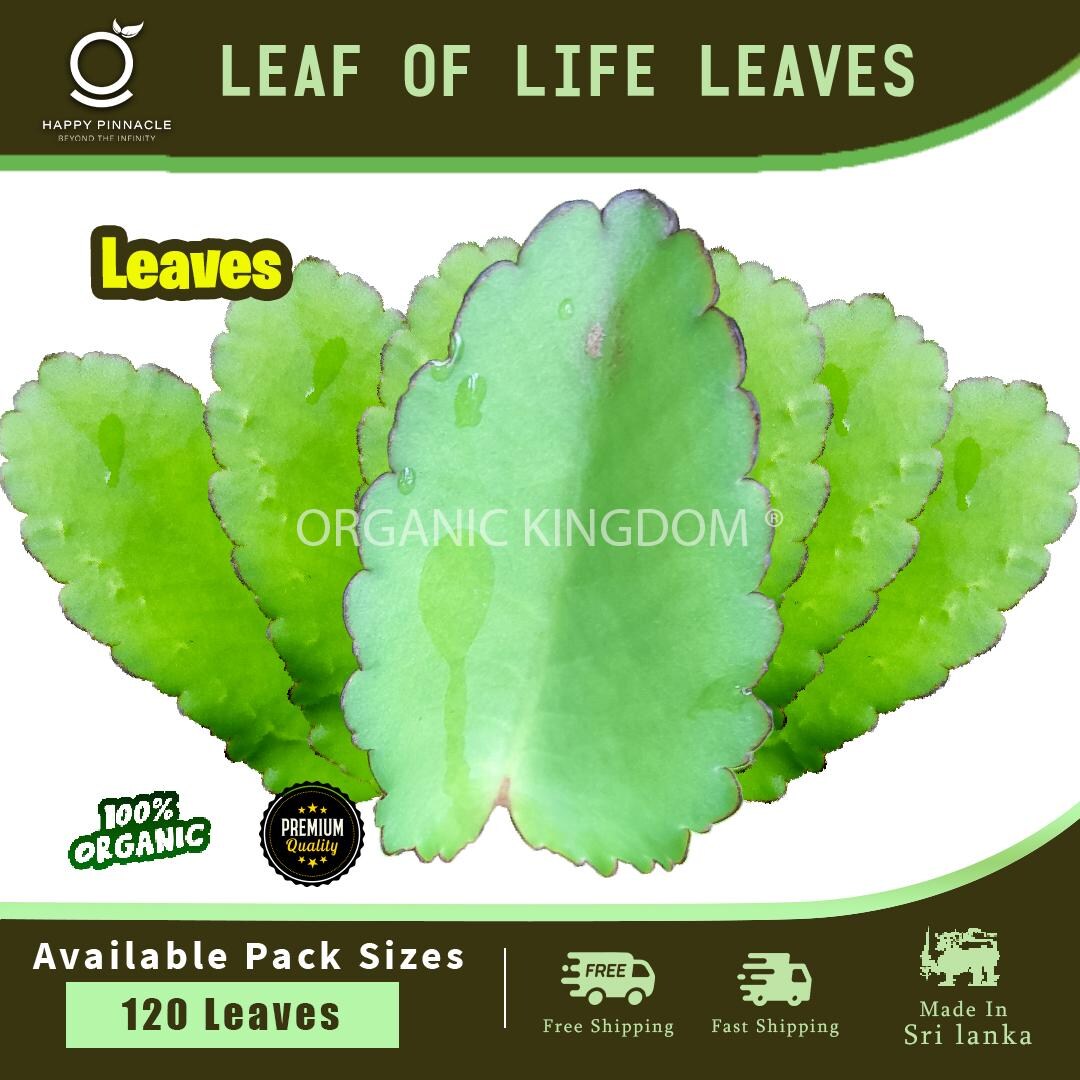 100g Dried Leaf of Life Leaves & Powder,organic Miracle Leaves and ...