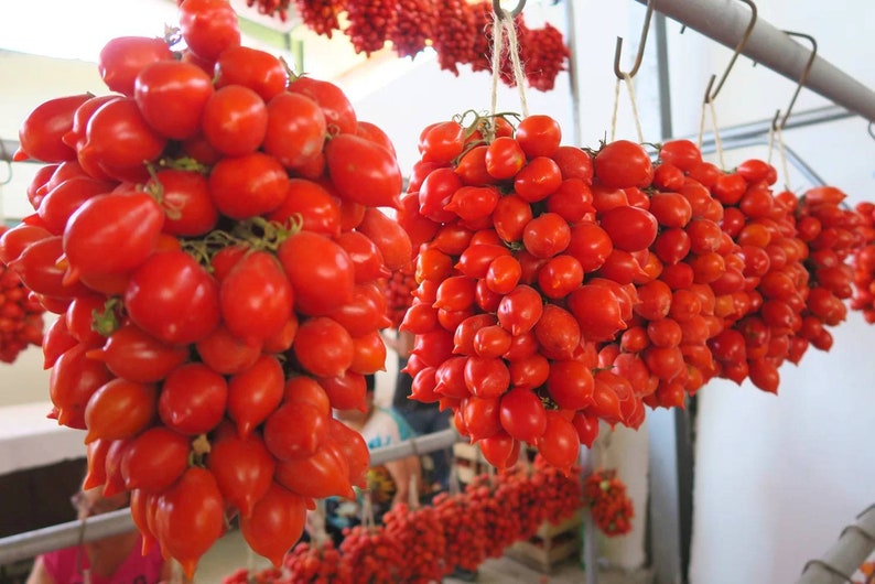 Tomato Piennolo Del Vesuvio Seeds No OGM Seeds Gift - Etsy Sweden