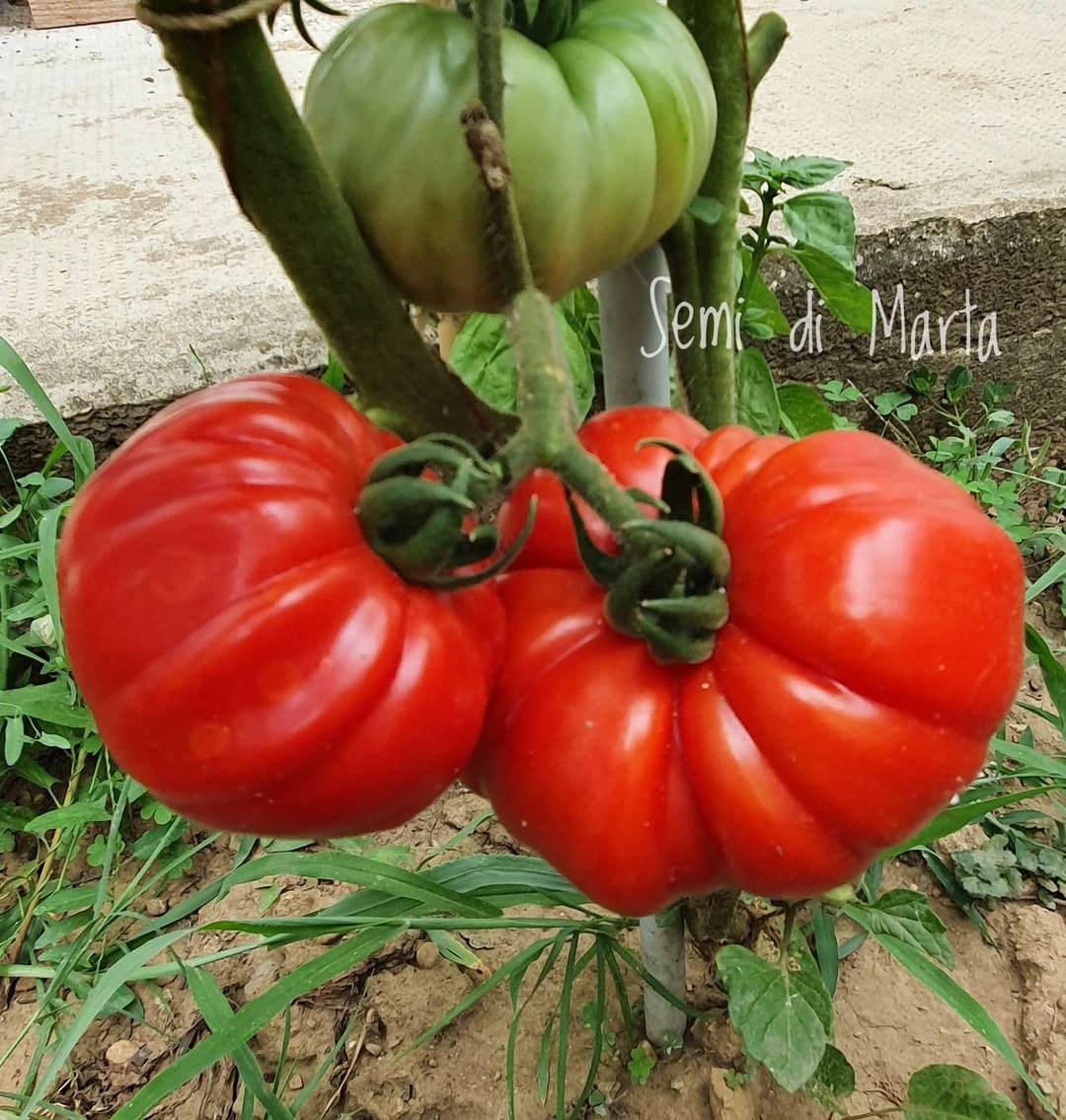 Tomate Costoluto Fiorentino graines pas de graines OGM - Etsy France