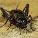 Tropiczone Cricket Performance Gut Load, Cricket Food, Roach Food ...