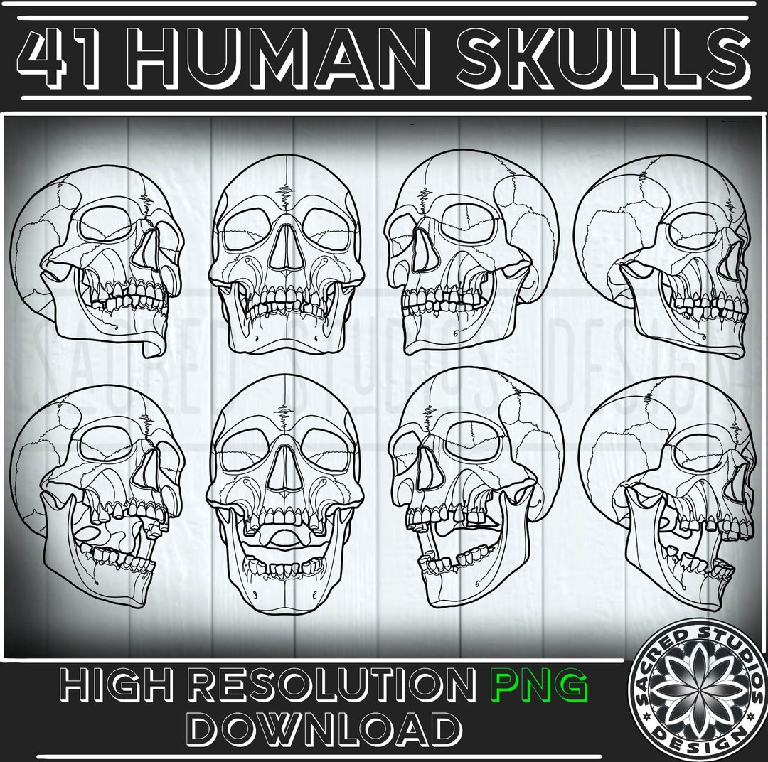 41 Human Skulls PNG File Download High Resolution - Etsy