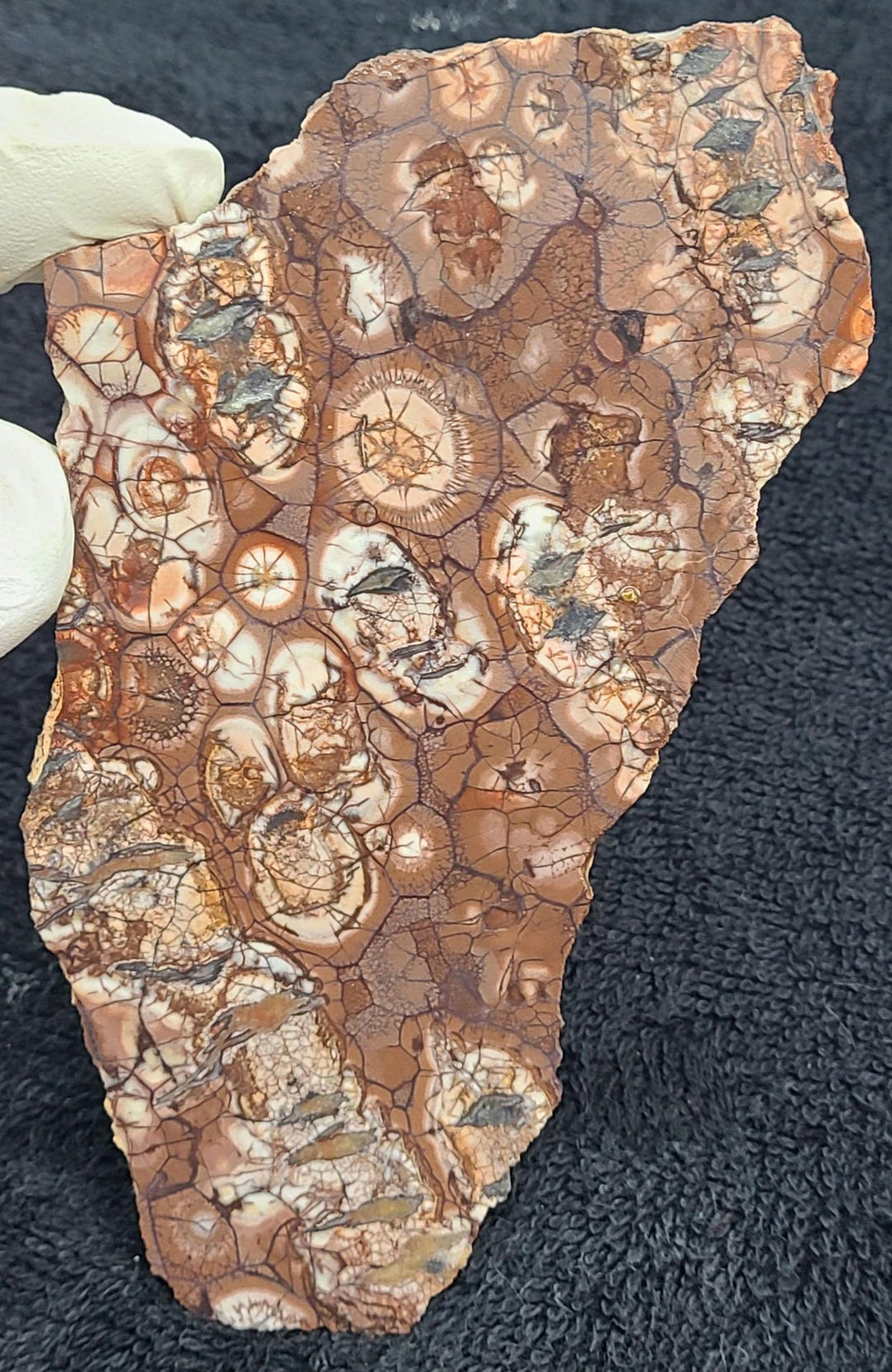 Birdseye Rhyolite MX, Lapidary Slabs, Rock Slab - Etsy