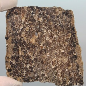 Turritella, Lapidary Slabs, Rock Slab - Etsy
