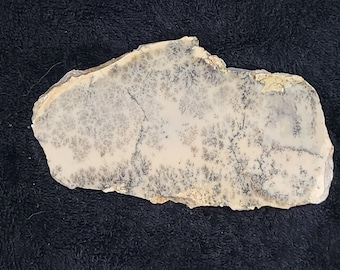 Lapidary Slabs, Rock Slab, Turritella - Etsy