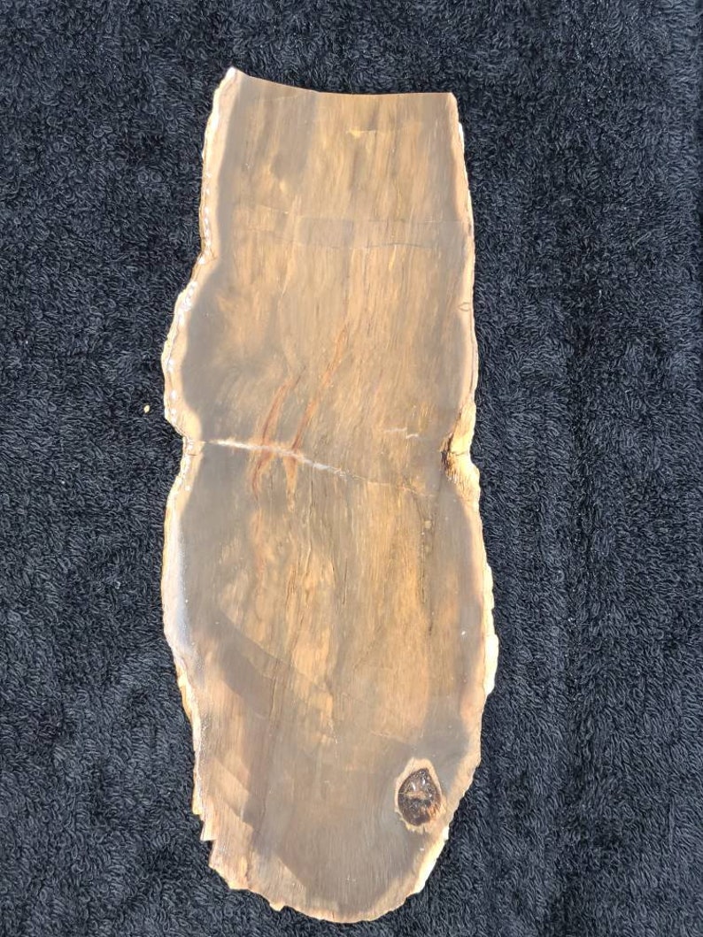Petrified Wood, Lapidary Slabs, Very THIN Slabs, Rock Slab - Etsy