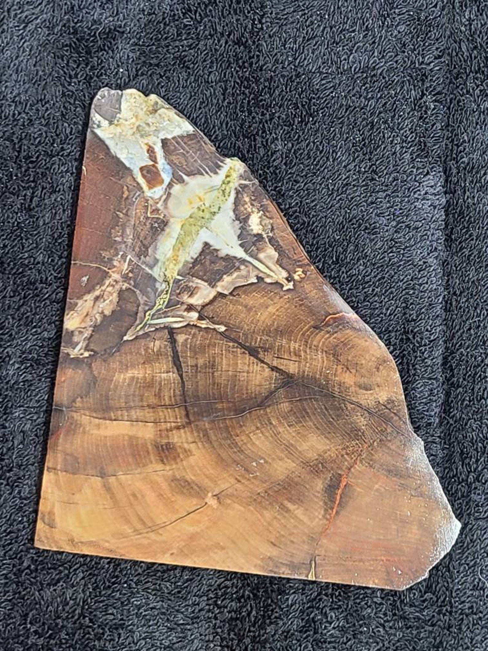 Petrified Wood, Lapidary Slabs, Rock Slab - Etsy