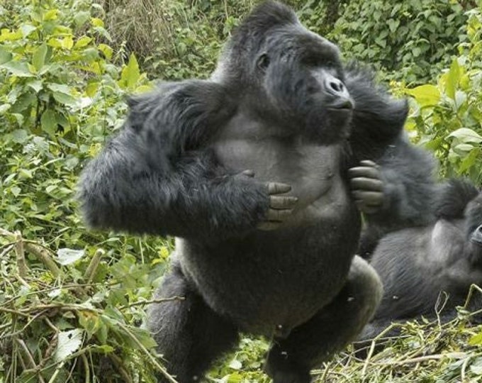 Weregorilla Spell REAL & BINDING Silverback Gorilla Transformation ...