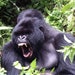 Weregorilla Spell (REAL & BINDING) Silverback Gorilla Transformation ...