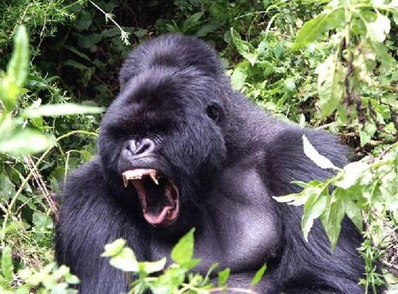 Weregorilla Spell REAL & BINDING Silverback Gorilla | Etsy