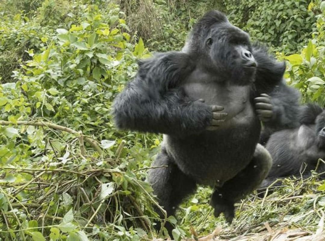 Weregorilla Spell (REAL & BINDING) Silverback Gorilla Transformation ...