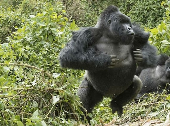 Weregorilla Spell REAL & BINDING Silverback Gorilla | Etsy