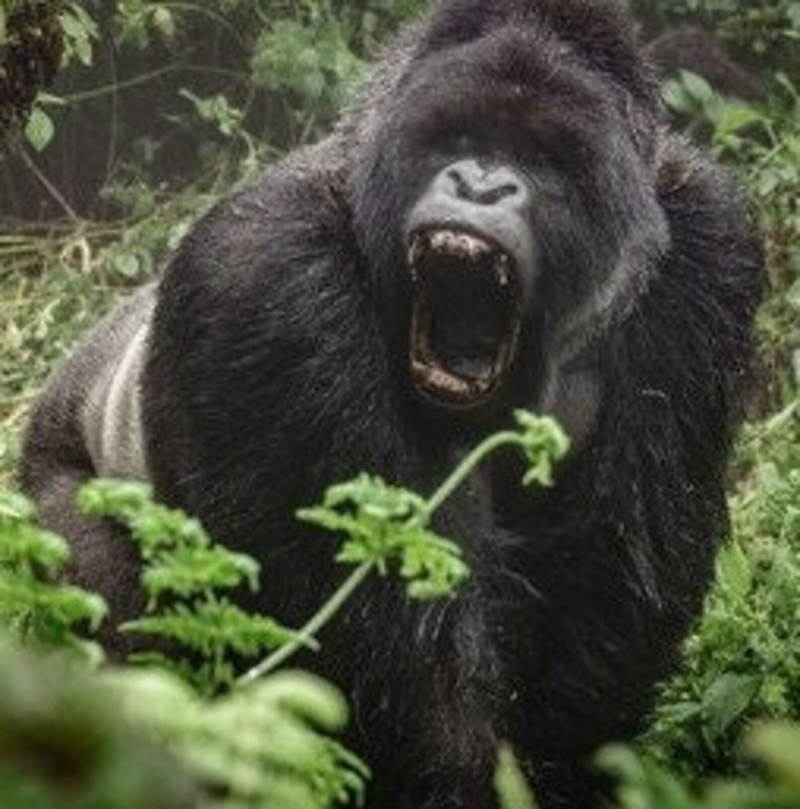 Weregorilla Spell REAL & BINDING Silverback Gorilla | Etsy