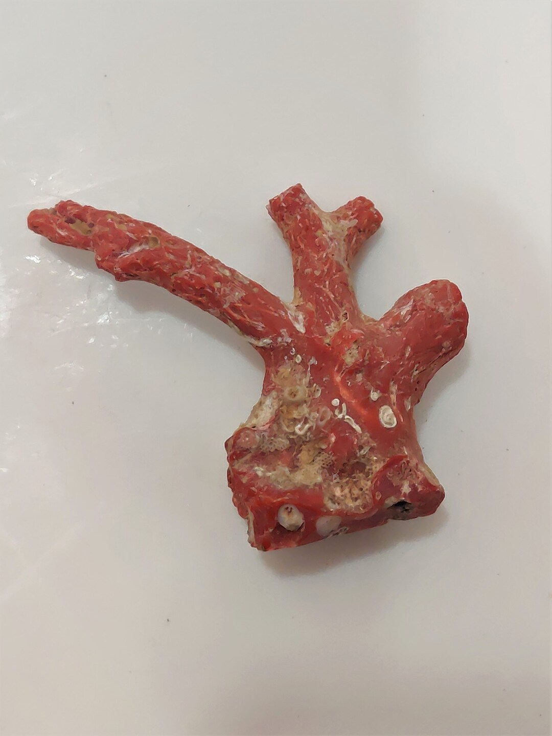 Vintage Natural Coral Stick, CORAL ROUGH 100% Natural Italian Coral ...