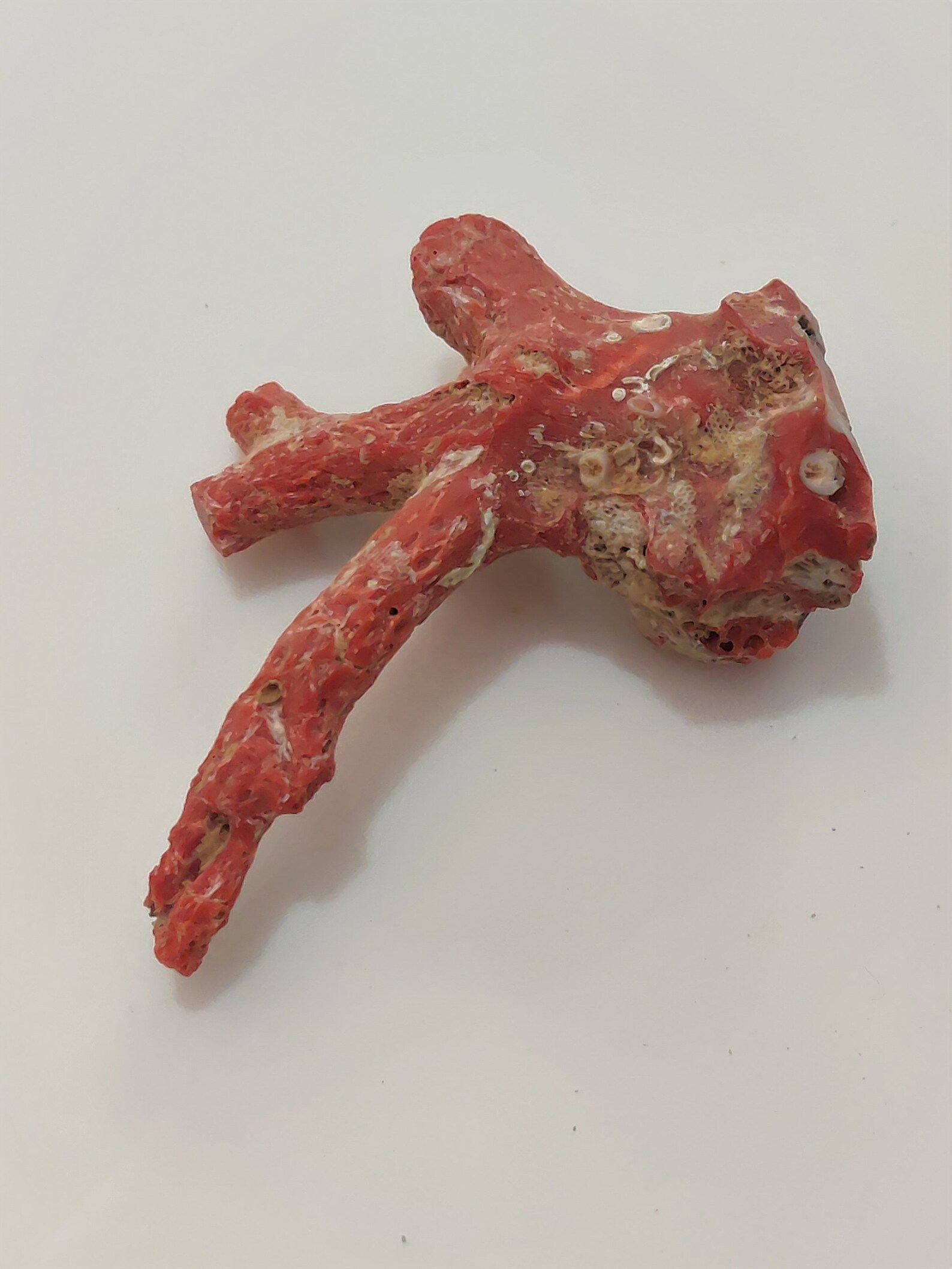 Vintage Natural coral Stick CORAL ROUGH 100% Natural Italian | Etsy