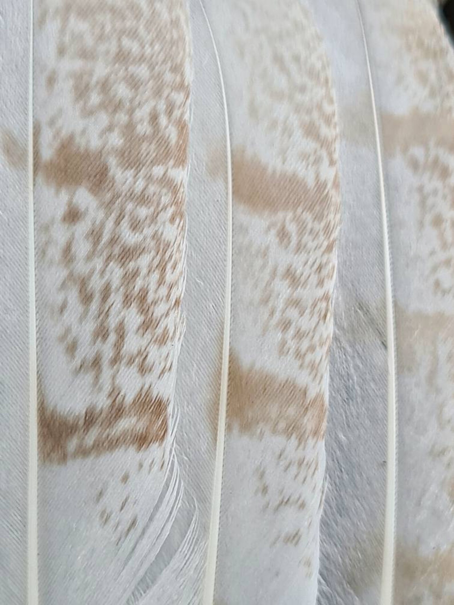 Very rare White owl feathers Hypomelanistic barn owl feathers | Etsy