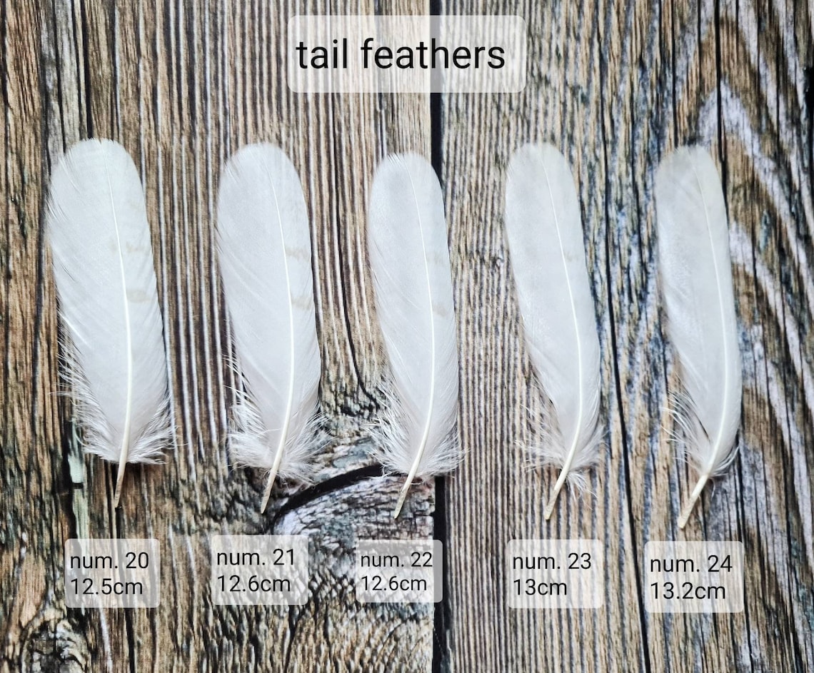 Very rare White owl feathers Hypomelanistic barn owl feathers | Etsy