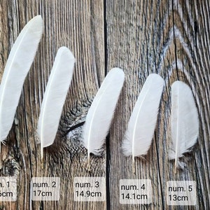 Very rare White owl feathers Hypomelanistic barn owl feathers | Etsy