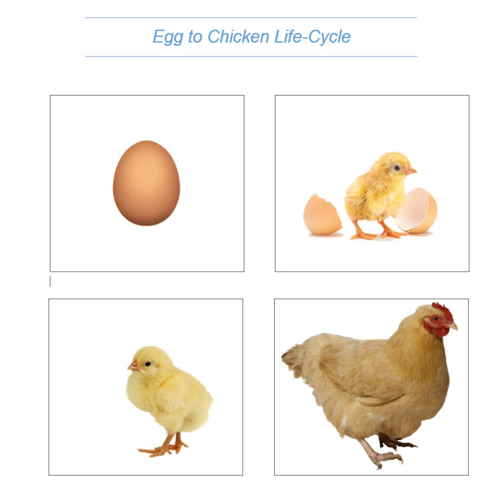 Egg To Chicken Life Cycle Montessori Cards Etsy egg-to-chicken-life-cycle-montessori-cards-etsy