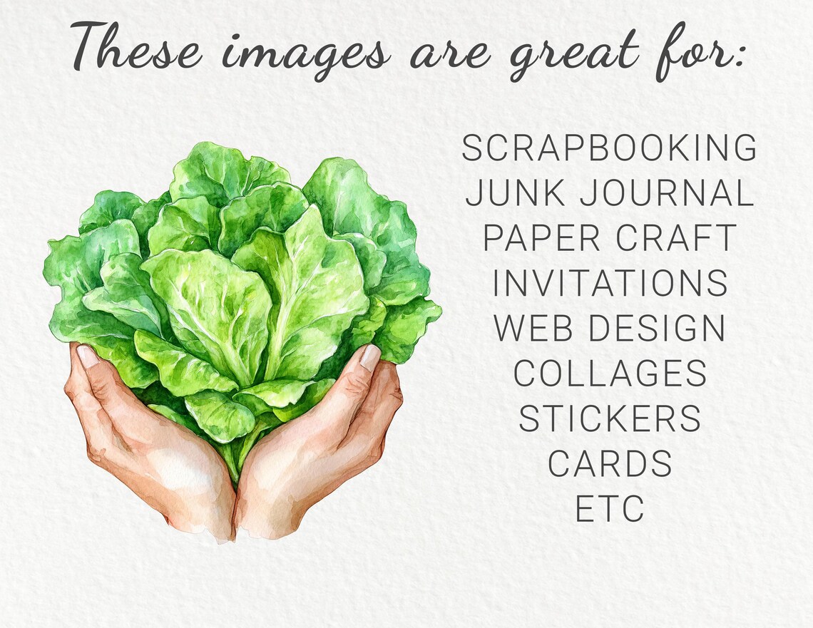 Lettuce Watercolor Clipart - 24 PNG Funny Lettuce Illustration, Cool ...