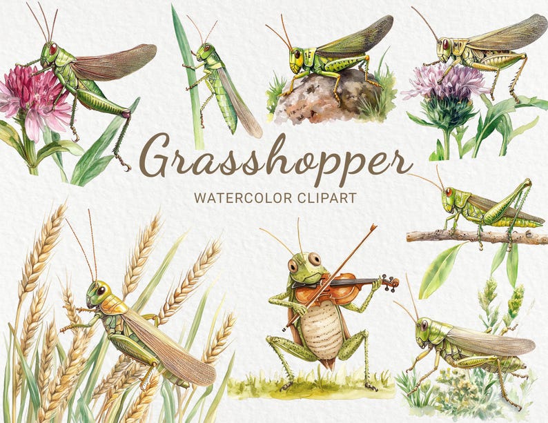 Grasshopper Watercolor Clipart - 24 PNG Cute Insects Clip Art, Cricket ...