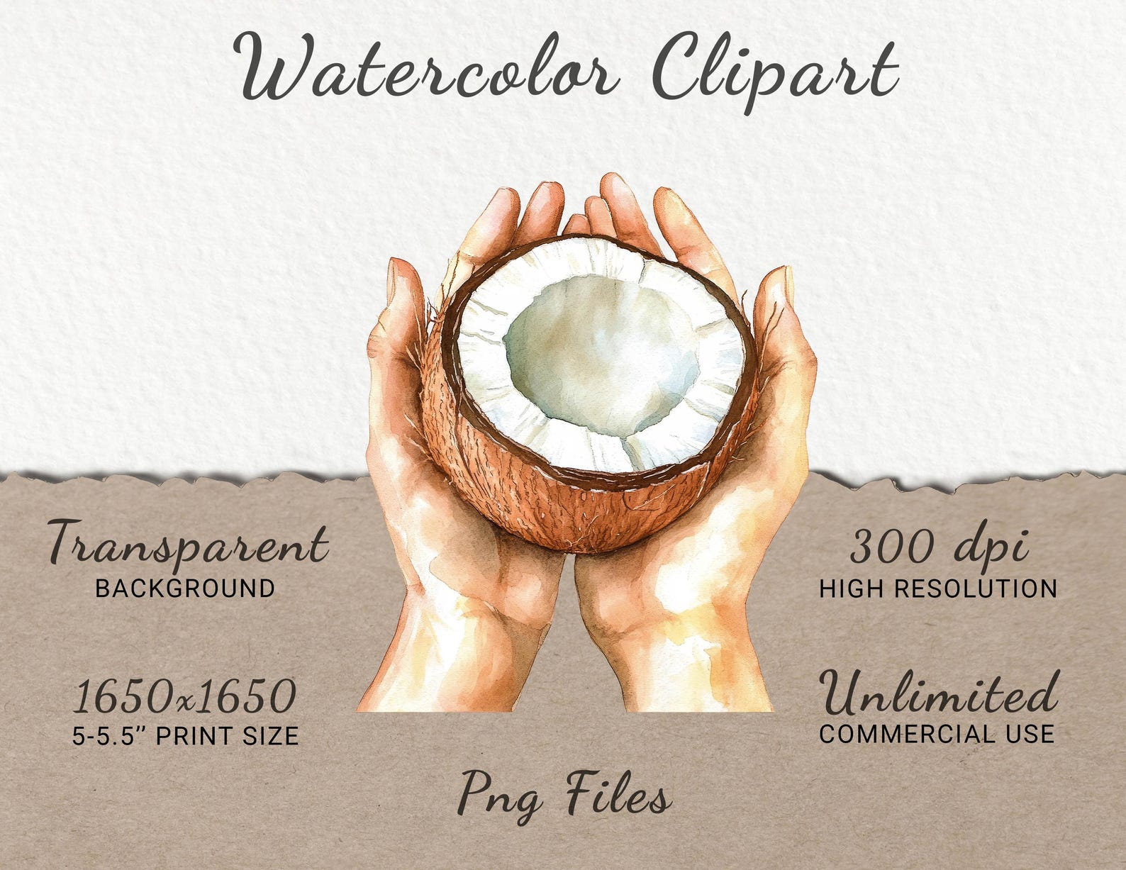 Coconut Watercolor Clipart - 24 PNG Funny Coconut Images, Illustration ...