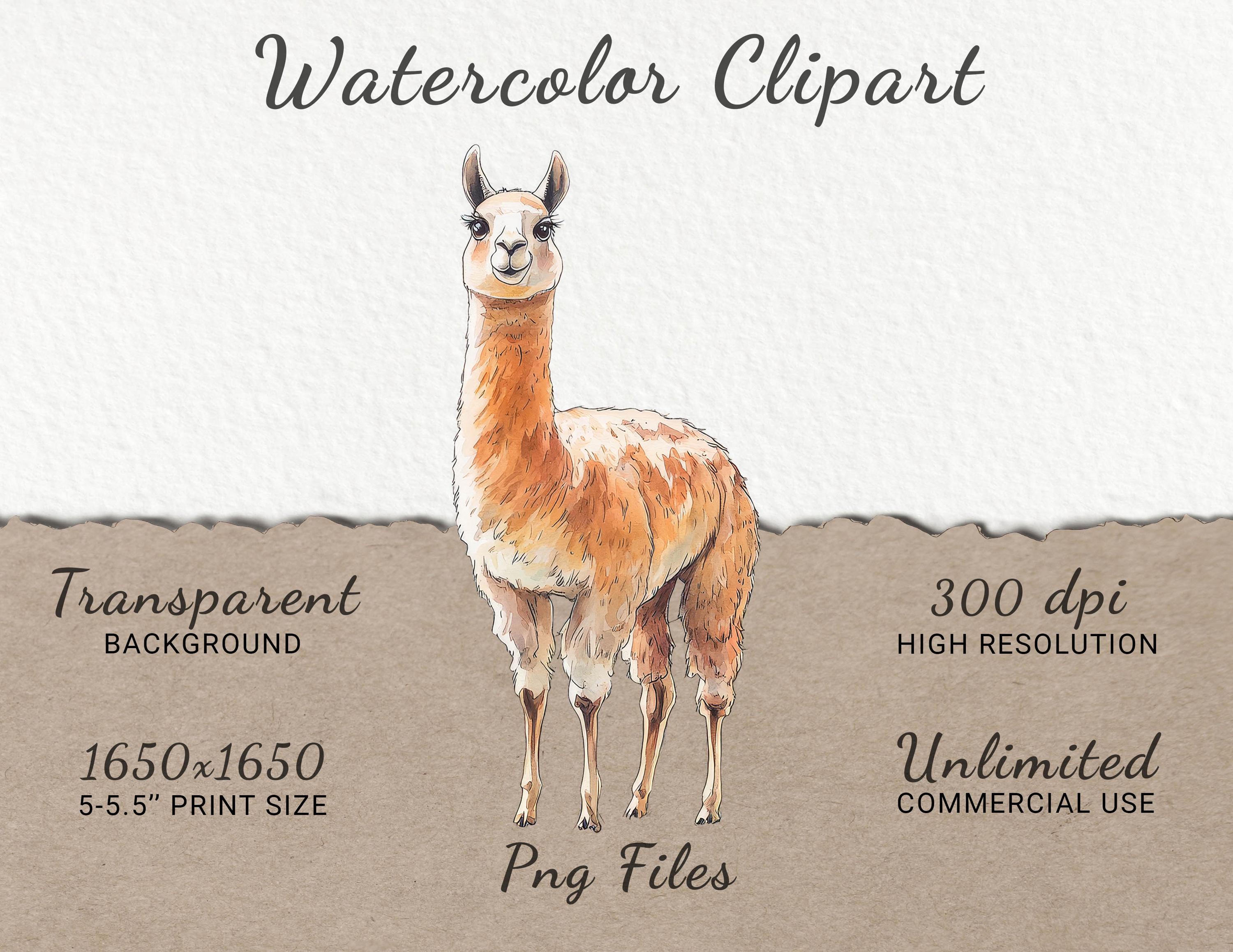 Llama Clipart - 24 PNG Watercolor Baby Llama Clip Art, Funny Alpaca ...