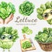 Lettuce Watercolor Clipart - 24 PNG Funny Lettuce Illustration, Cool ...