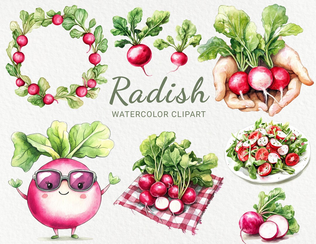 Radish Watercolor Clipart - 24 PNG Funny Radish Illustration, Cool ...