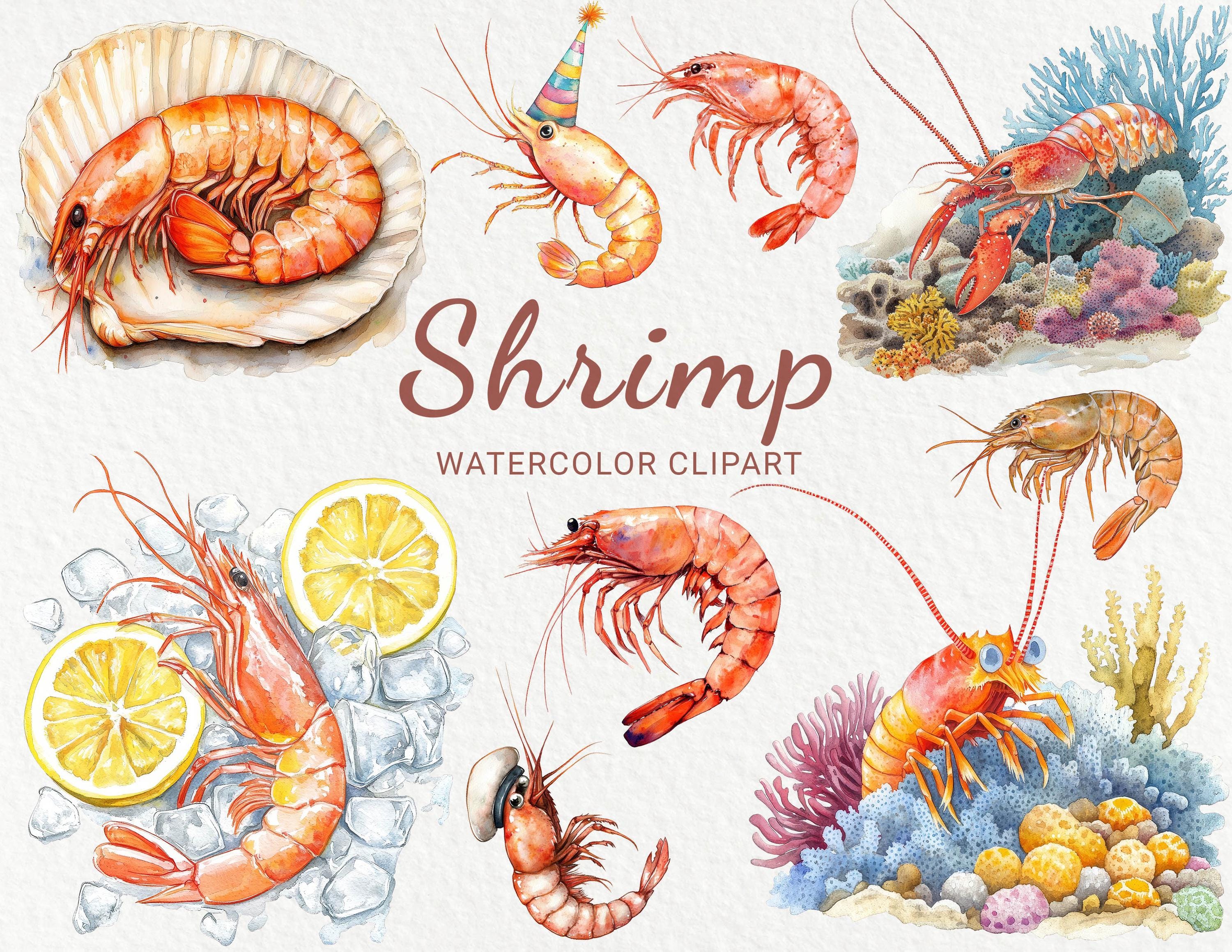 Shrimp Watercolor Clipart - 24 PNG Cute Shrimp Clip Art, Marine Theme ...