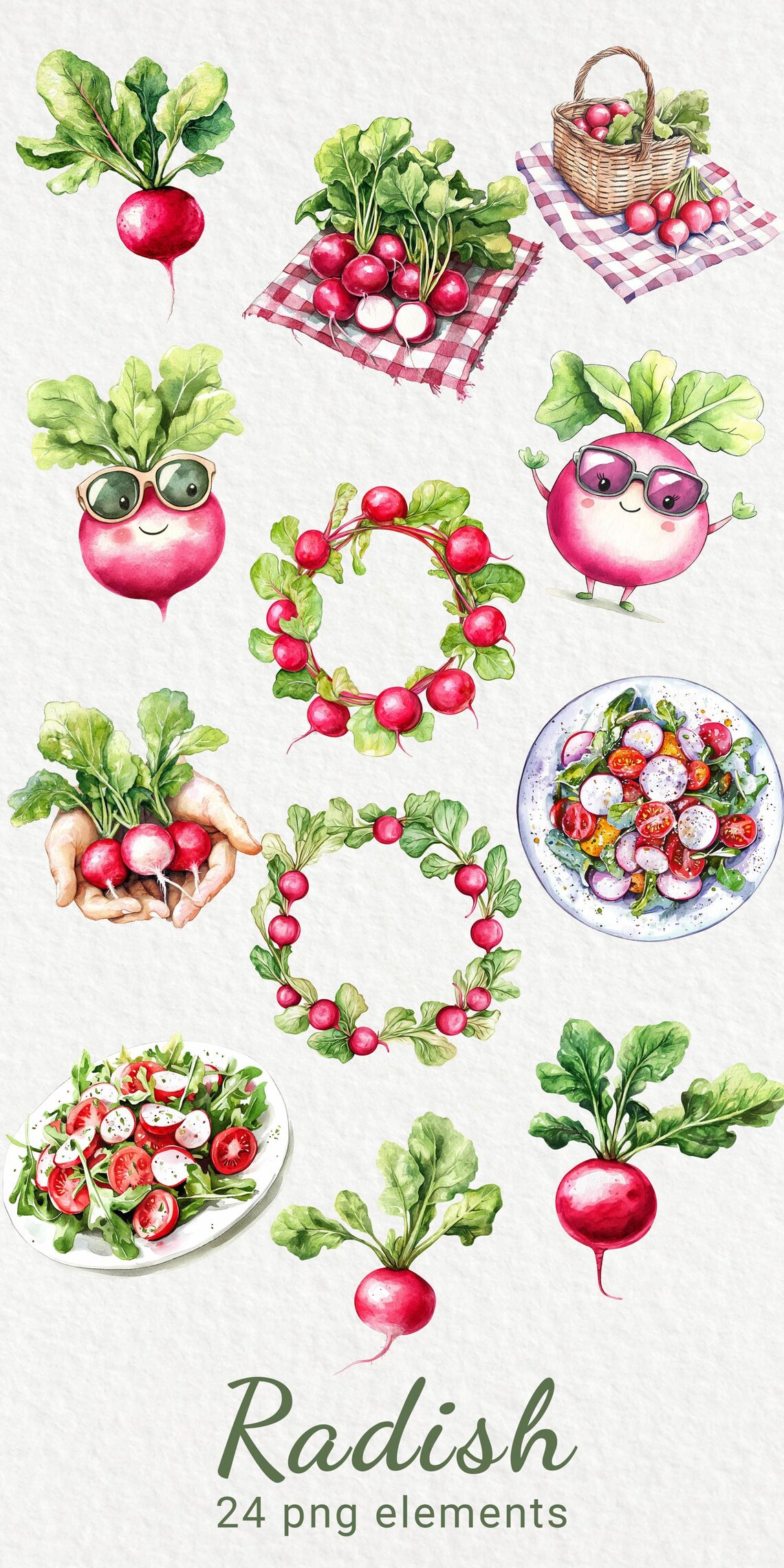 Radish Watercolor Clipart - 24 PNG Funny Radish Illustration, Cool ...