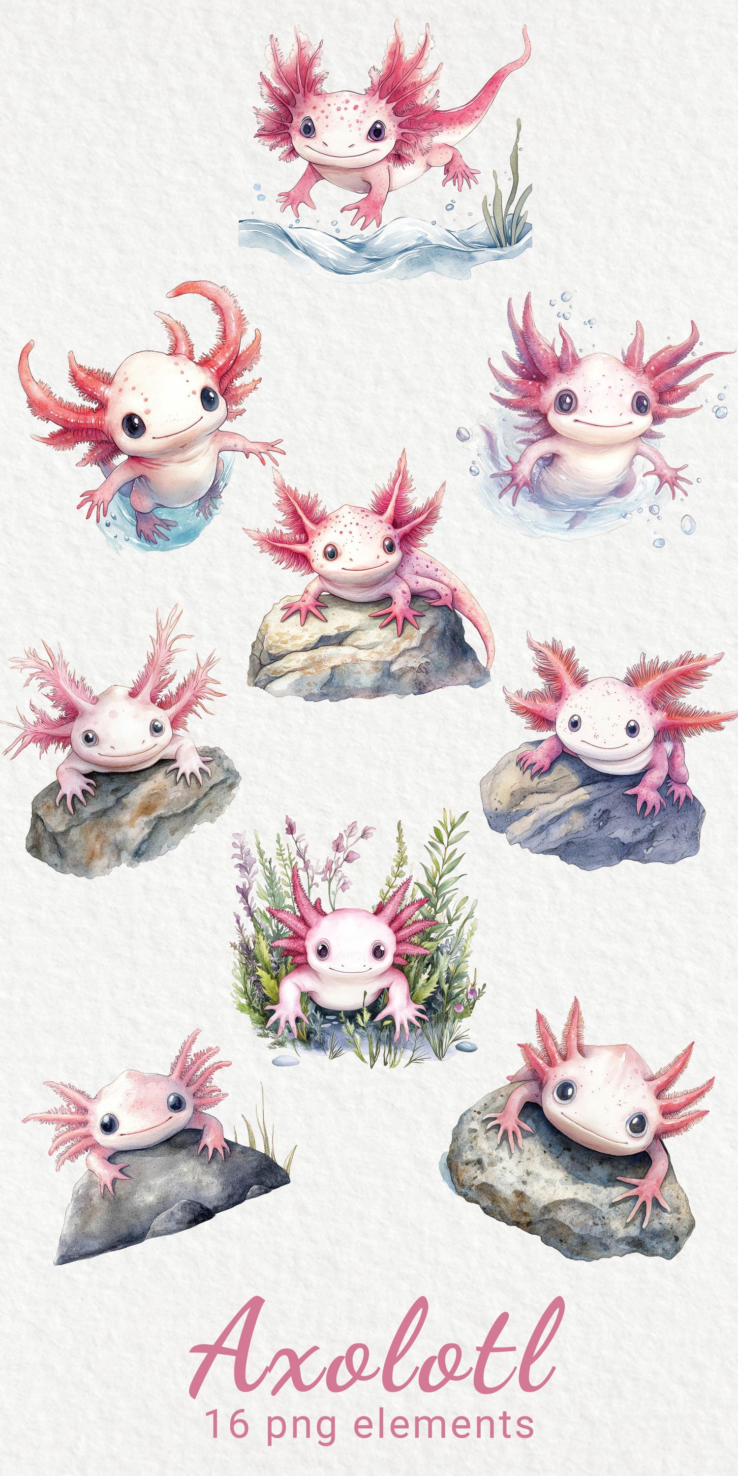 Axolotl Watercolor Clipart - 16 PNG Cute Axolotl Clip Art, Marine ...