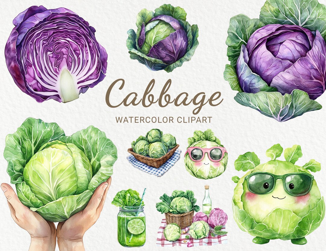 Cabbage Watercolor Clipart - 24 PNG Funny Cabbage, Veg Illustration ...