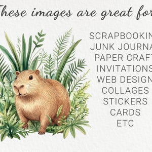 Capybara Watercolor Clipart - 24 PNG Cute Capybara Nursery Decor ...