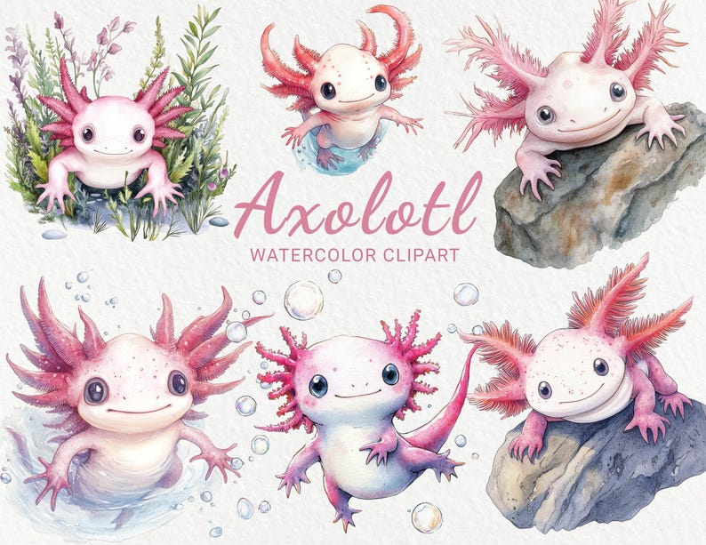 Axolotl Watercolor Clipart - 16 PNG Cute Axolotl Clip Art, Marine ...