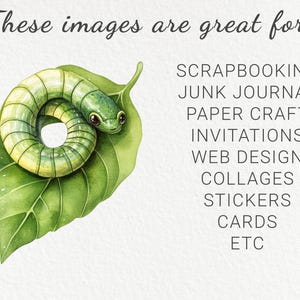 Worm Watercolor Clipart - 24 PNG Cute Insects Clip Art, Funny Worms ...