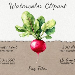Radish Watercolor Clipart - 24 PNG Funny Radish Illustration, Cool ...
