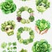 Lettuce Watercolor Clipart - 24 PNG Funny Lettuce Illustration, Cool ...