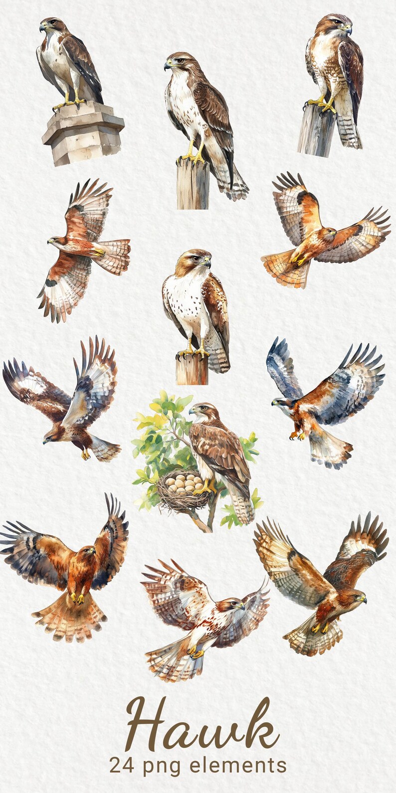 Hawk Watercolor Clipart - 24 PNG Bird of Prey Clip Art, Wild Bird ...