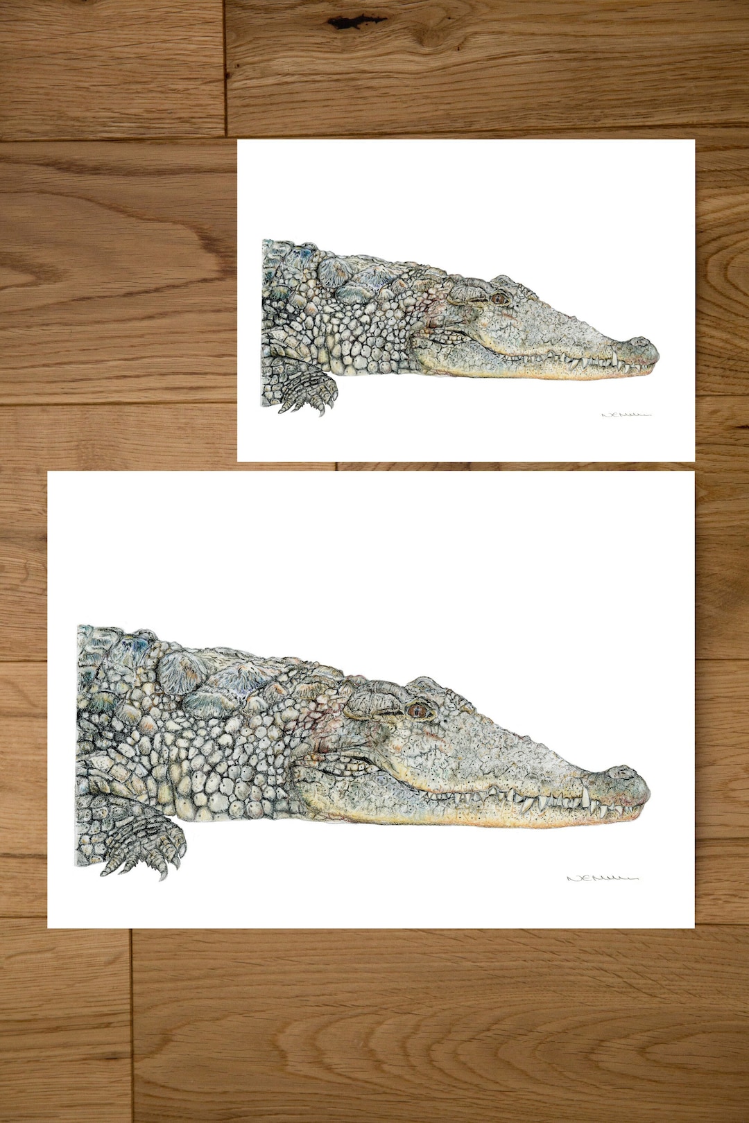 A5/A4 Colour Pencil Crocodile Print Picture - Etsy