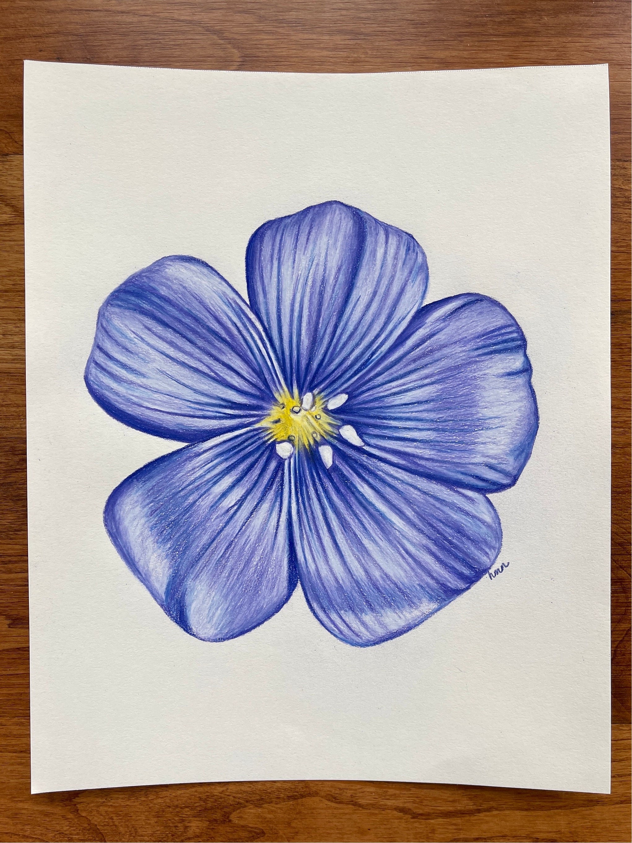 Blue Flax Flower Original Colored Pencil Drawing - Etsy