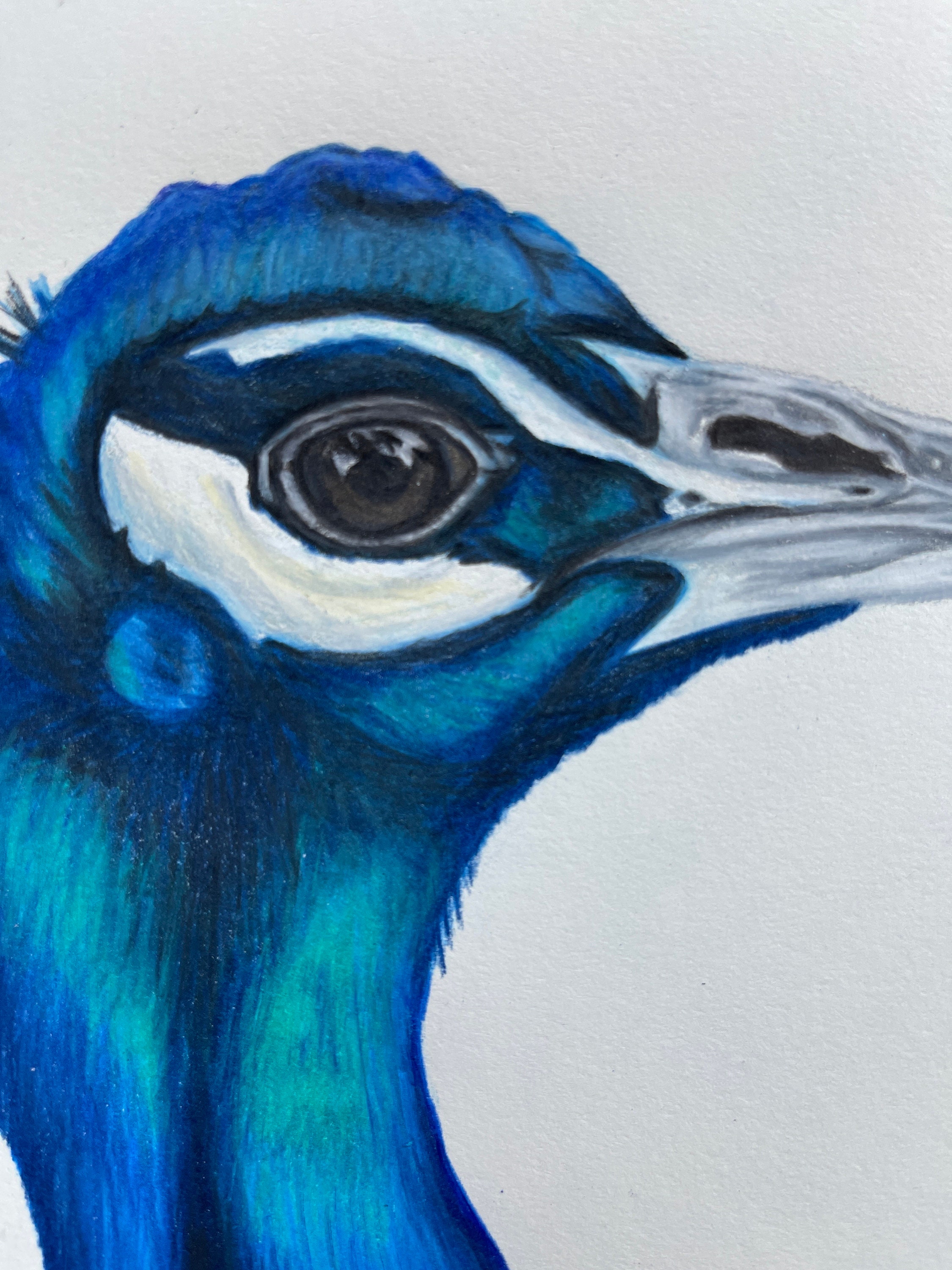 Blue Peacock Original Colored Pencil Drawing - Etsy