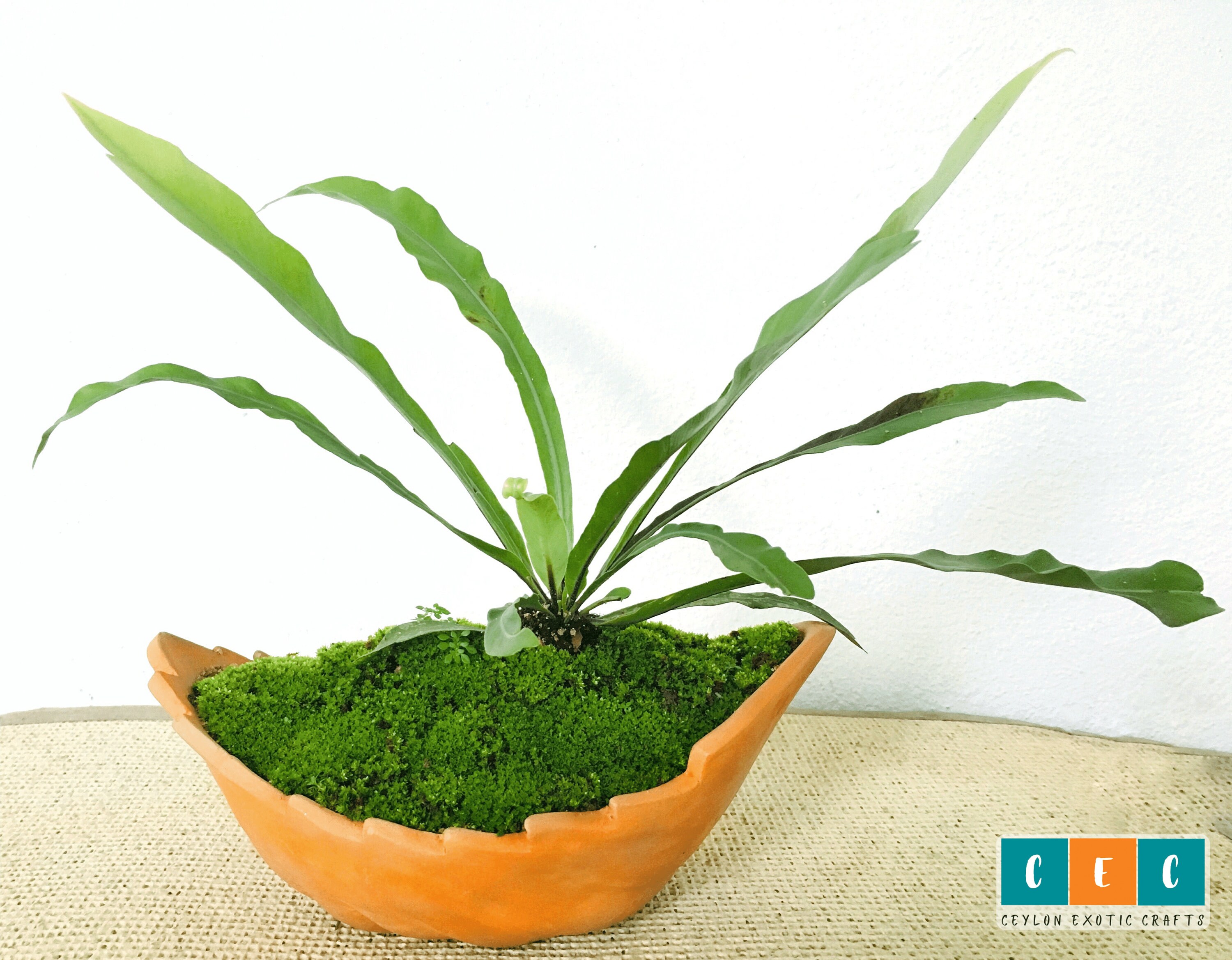 Clay Pot, Terracotta, Vintage Look Pot, Ceramic Pot, Clay Vessel, Leaf ...