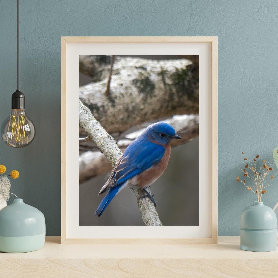 Eastern Bluebird Digital Download – Portrait Bird Photo From Starkey ...