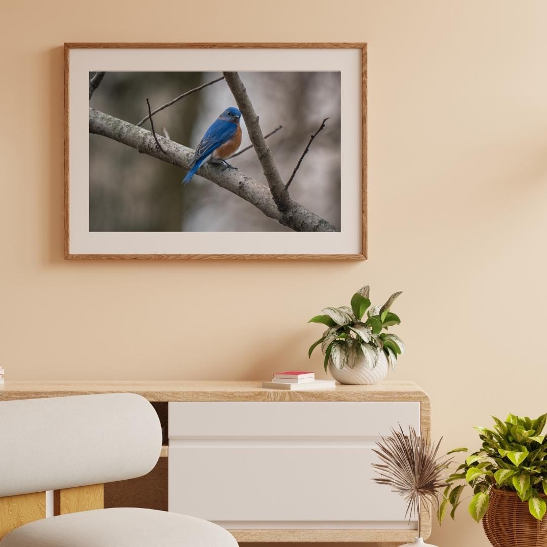 Eastern Bluebird Digital Download – Landscape Bird Photo From Starkey ...
