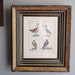 Vintage Colored Bookplate of Birds Mounted and Framed in Wood Mixed ...