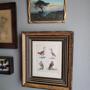 Vintage Colored Bookplate of Birds Mounted and Framed in Wood Mixed ...