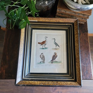 Vintage Colored Bookplate of Birds Mounted and Framed in Wood Mixed ...