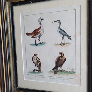 Vintage Colored Bookplate of Birds Mounted and Framed in Wood Mixed ...